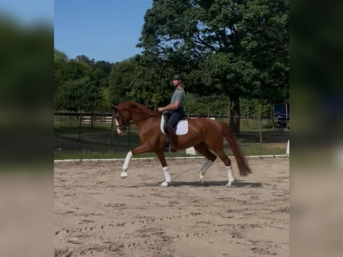 Hanoverian Gelding 7 years 17 hh Chestnut-Red in Freiburg im Breisgau