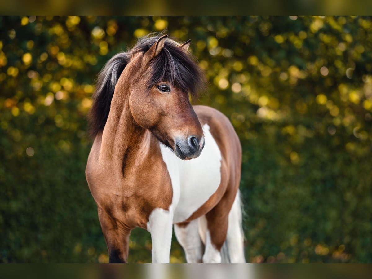 HERO FRA BRUNNI Islandpferd Hengst Schecke in Bruchweiler