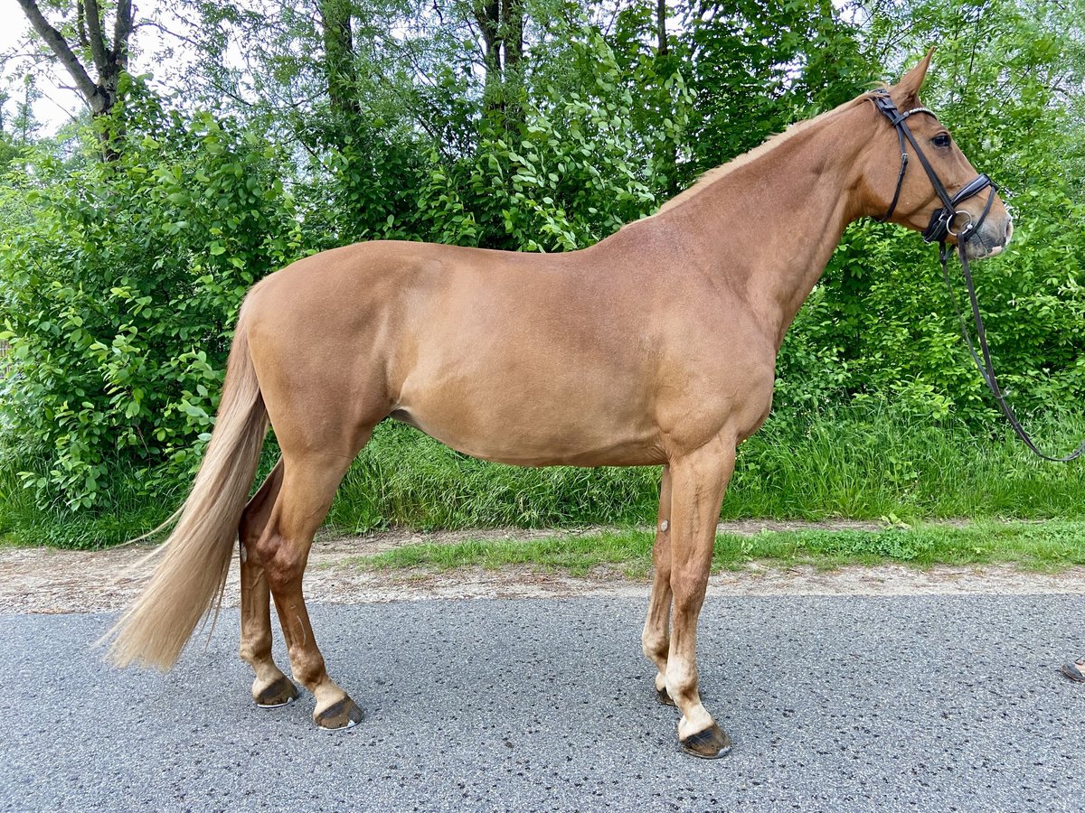 Holsteiner Stute 9 Jahre 175 cm Fuchs in Börtlingen