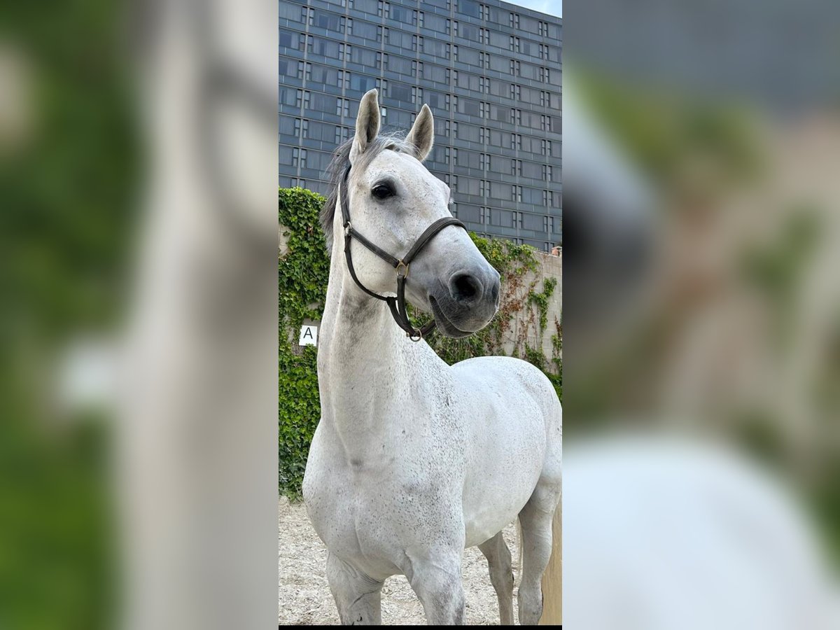 Holsteiner Wallach 16 Jahre 173 cm Schimmel in Pi De Sant Just, El (Olius)