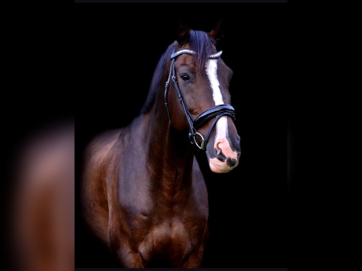 Holsteiner Wallach 18 Jahre 172 cm Dunkelbrauner in Kleinheubach