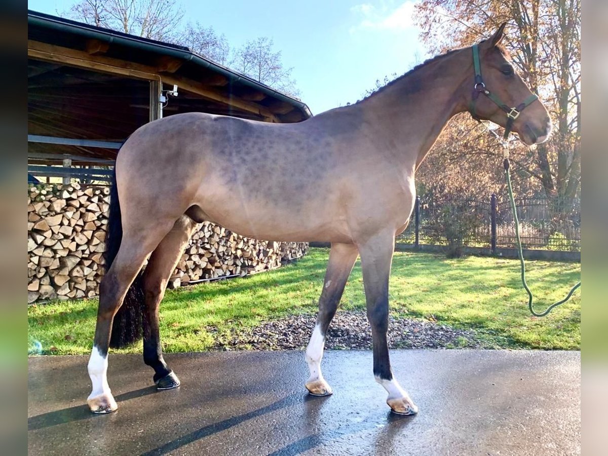 Holsteiner Wallach 6 Jahre 169 cm Brauner in Sangerhausen