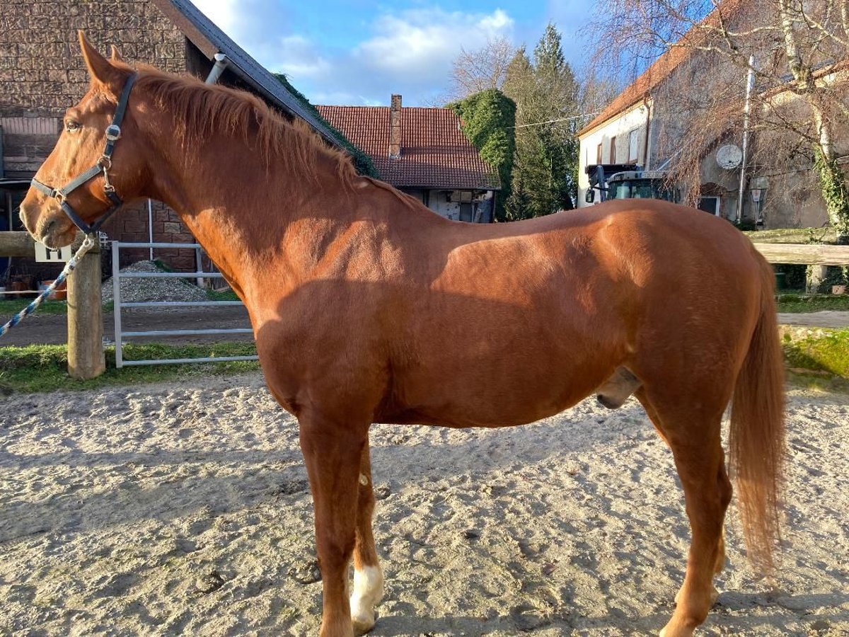 Holsteiner Wallach 9 Jahre 178 cm Fuchs in Saalstadt, Rheinland Pfalz