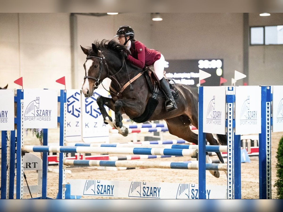Inne konie gorącokrwiste Mix Klacz 9 lat 170 cm Skarogniada in Mikołów