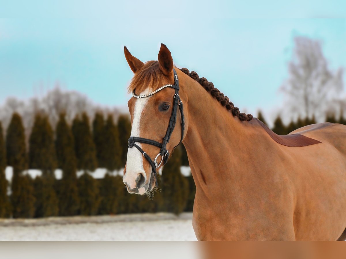 Inne konie gorącokrwiste Wałach 6 lat 165 cm Kasztanowata in Schwäbisch ...