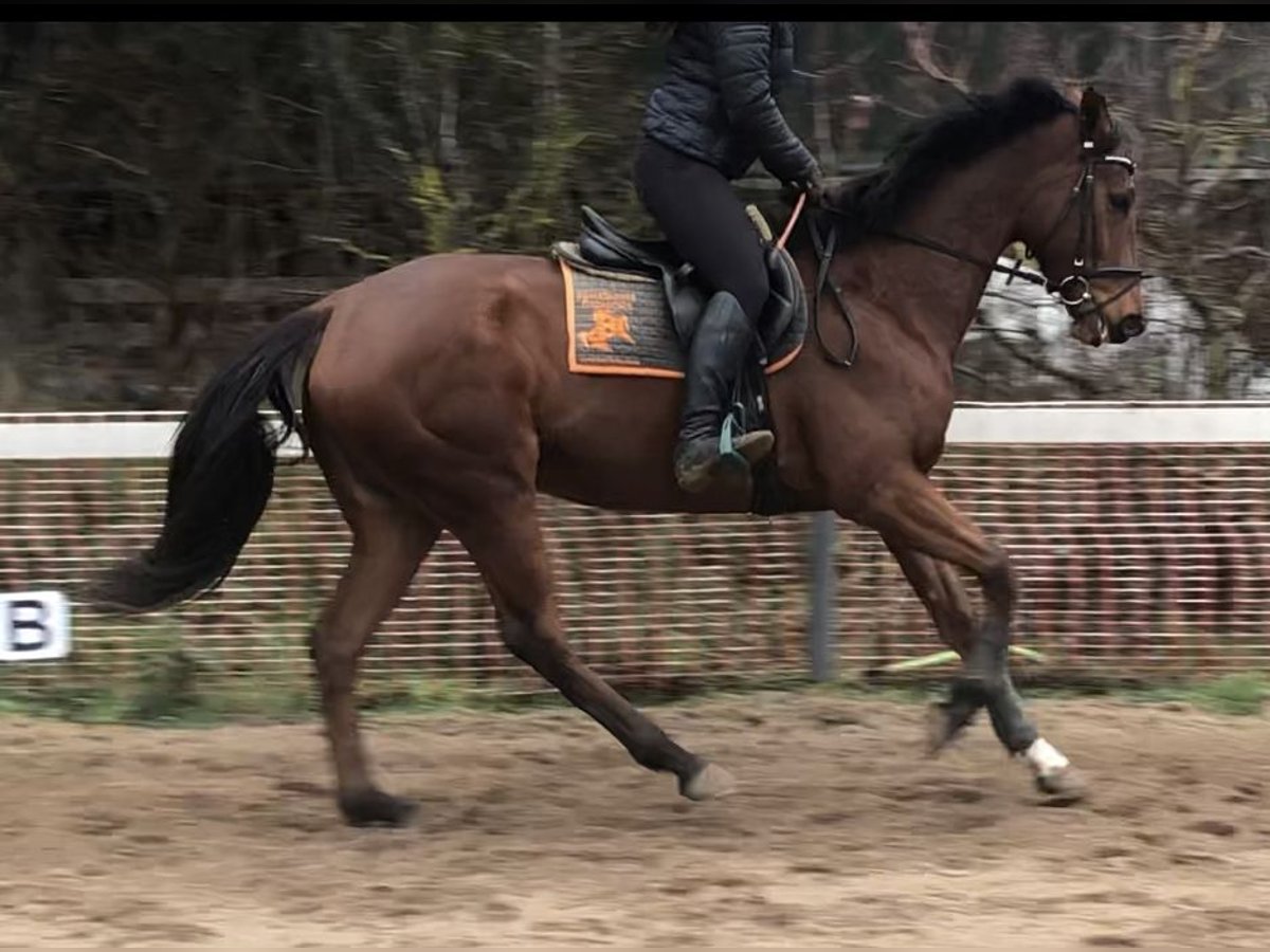 Irish Thoroughbred Mare 6 years 16,1 hh in Mainbernheim