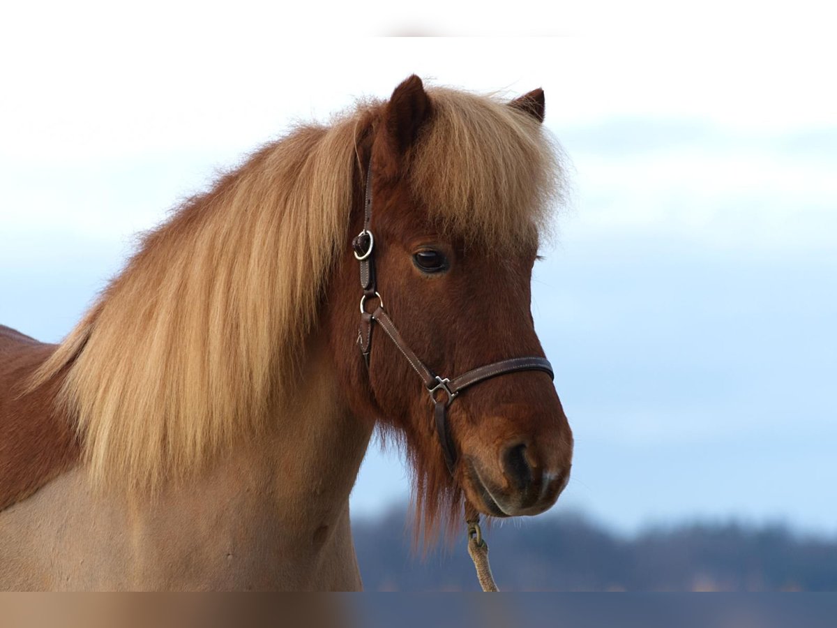 Islandpferd Wallach 16 Jahre 142 cm Fuchs in Prutting