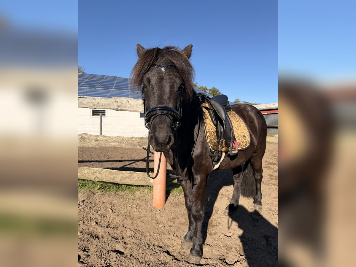 Islandpferd Wallach 4 Jahre 140 cm Rappe in Lindewitt