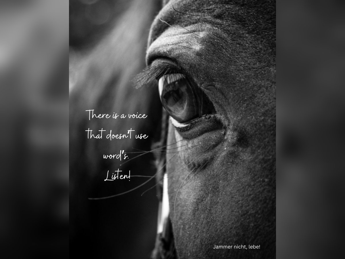 Ihr Pferd hat ein Trauma?