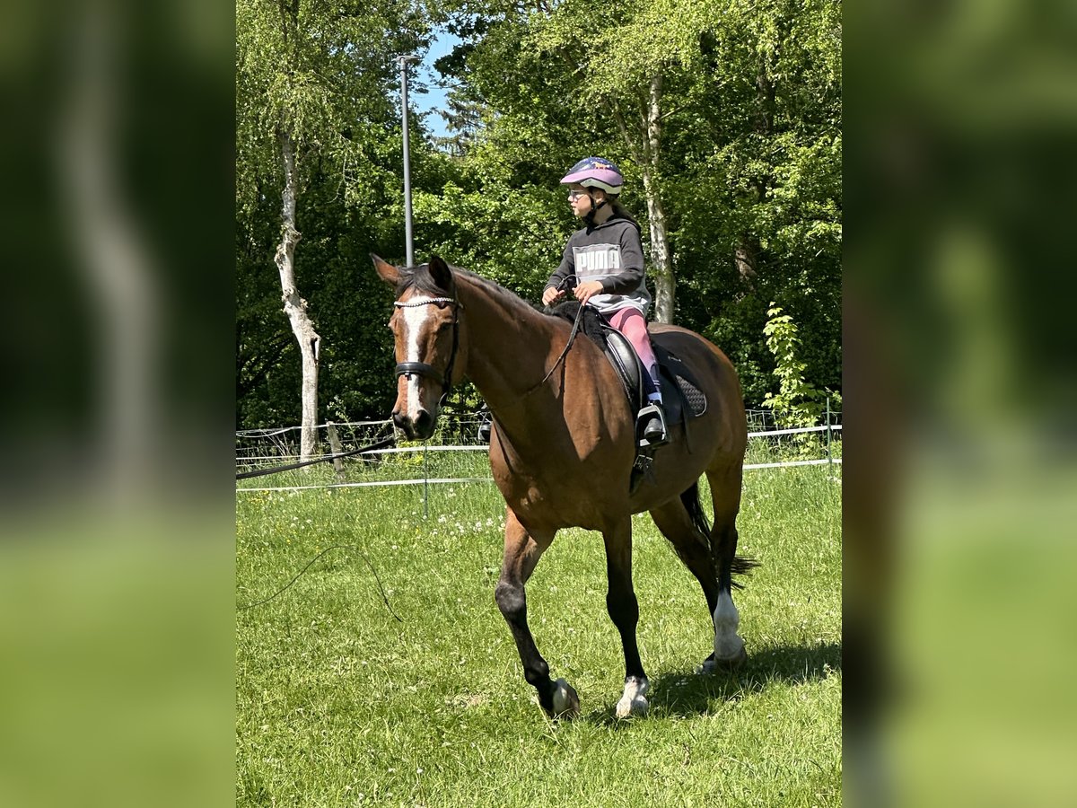 Koń holsztyński Wałach 22 lat 182 cm Gniada in Kiel