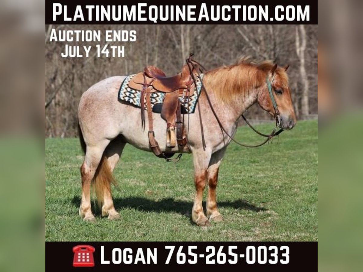 Koń pociągowy Wałach 8 lat 152 cm in Level Green Ky