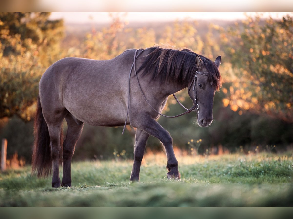 Konik polski Wałach 5 lat 152 cm Grullo in PenzbergPenzberg
