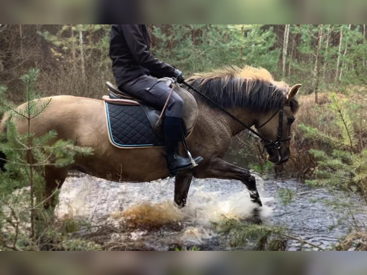Konik Stute 3 Jahre 140 cm Falbe in Görlitz
