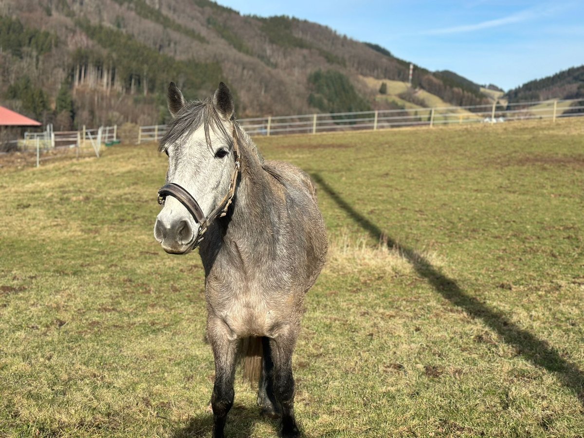 Kuc Connemara Klacz 5 lat 147 cm Siwa in Freiburg im Breisgau
