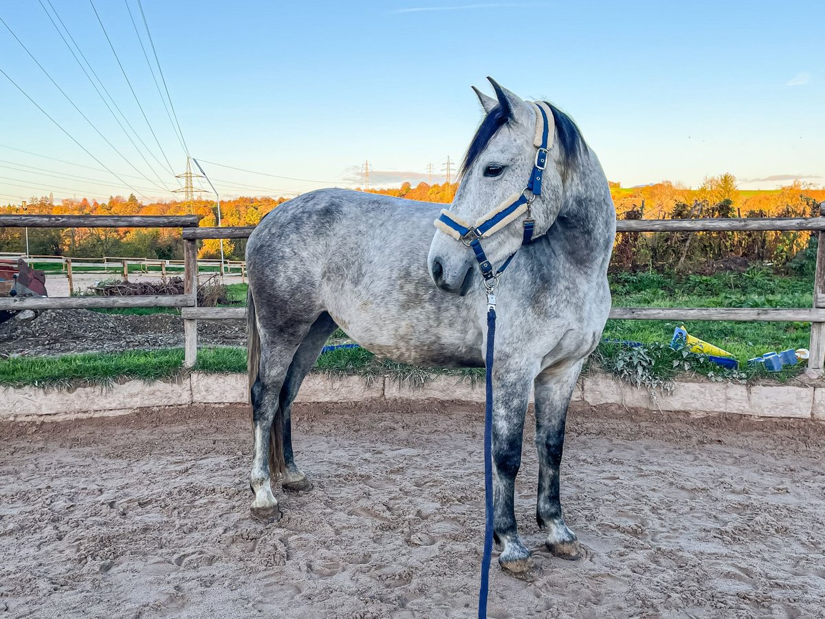 Kuc Connemara Klacz 6 lat 155 cm Siwa w hreczce in Leutenbach