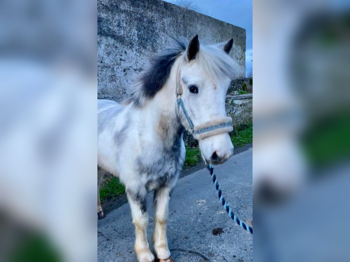 Kuc Connemara Wałach 4 lat 138 cm Stalowosiwy in Sligo