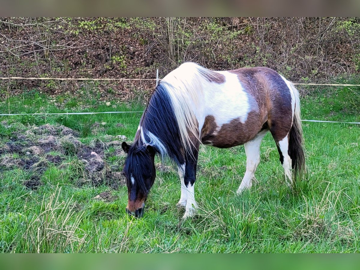Kuc walijski sekcji A Klacz 6 lat 110 cm Srokata in Großalmerode