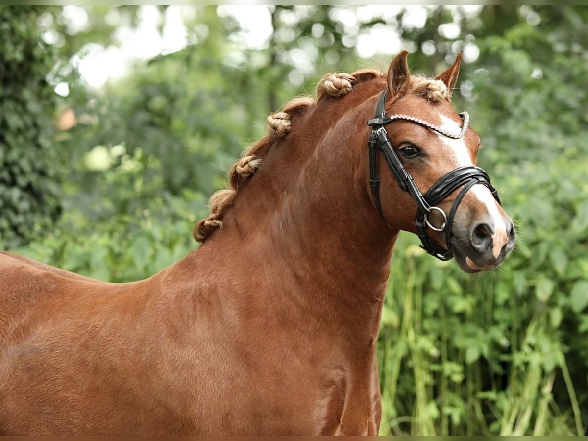 Kuc walijski sekcji A Ogier 3 lat 120 cm Kasztanowata in Aalten