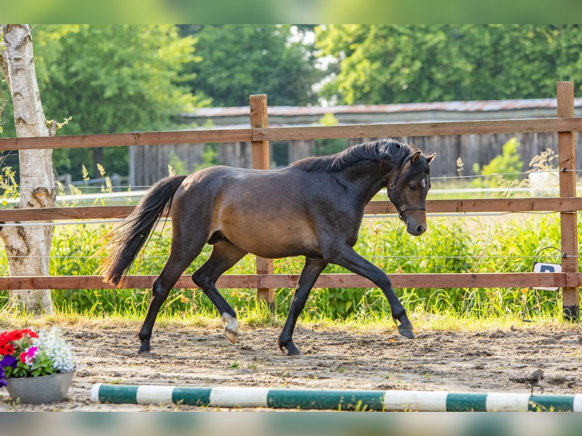 Kuc walijski sekcji B Ogier 2 lat 135 cm Gniada in Ovelgönne