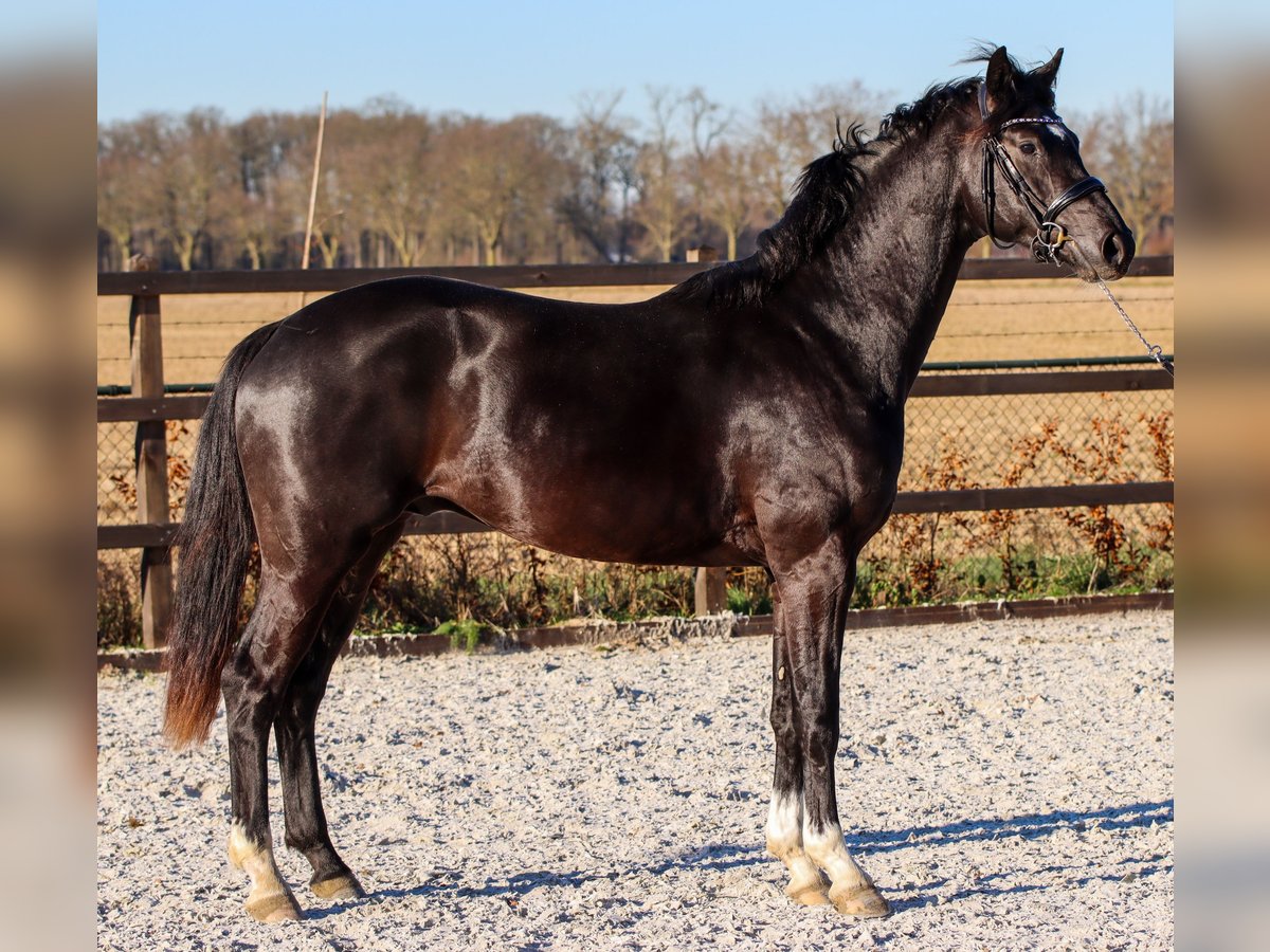 KWPN Étalon 3 Ans 160 cm Noir in Rees