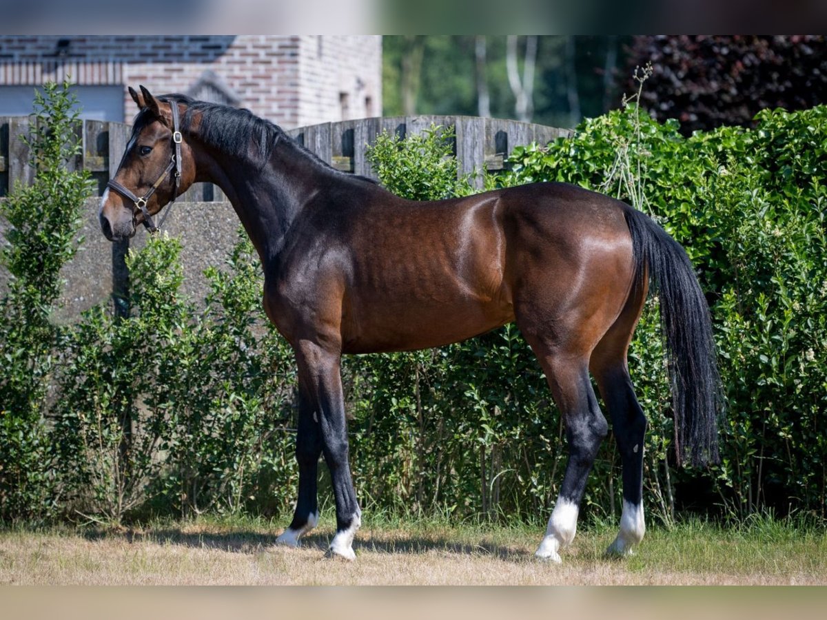 KWPN Étalon 3 Ans 161 cm Bai brun in Bladel