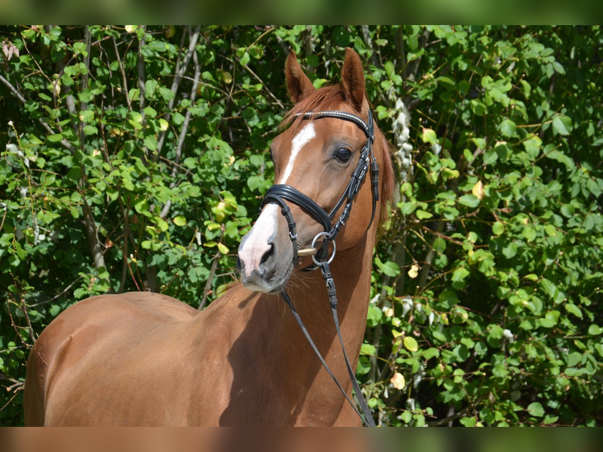 KWPN Stute 8 Jahre 165 cm Fuchs in Dorsten
