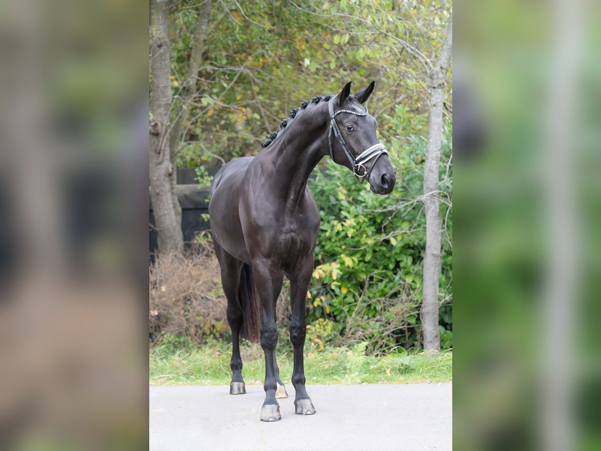 KWPN Wallach 3 Jahre 167 cm Rappe in Oosterhout