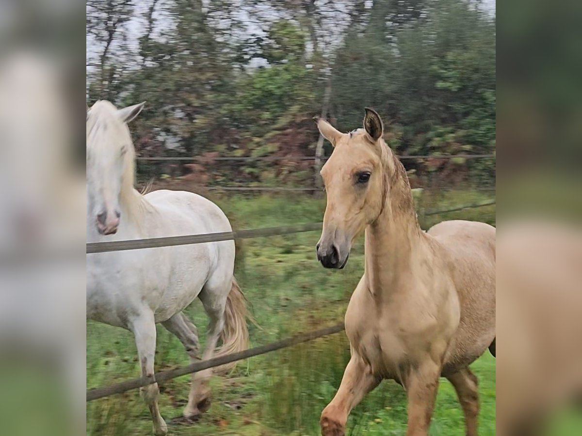Lusitano Stallion 1 year Dun in Ploéven