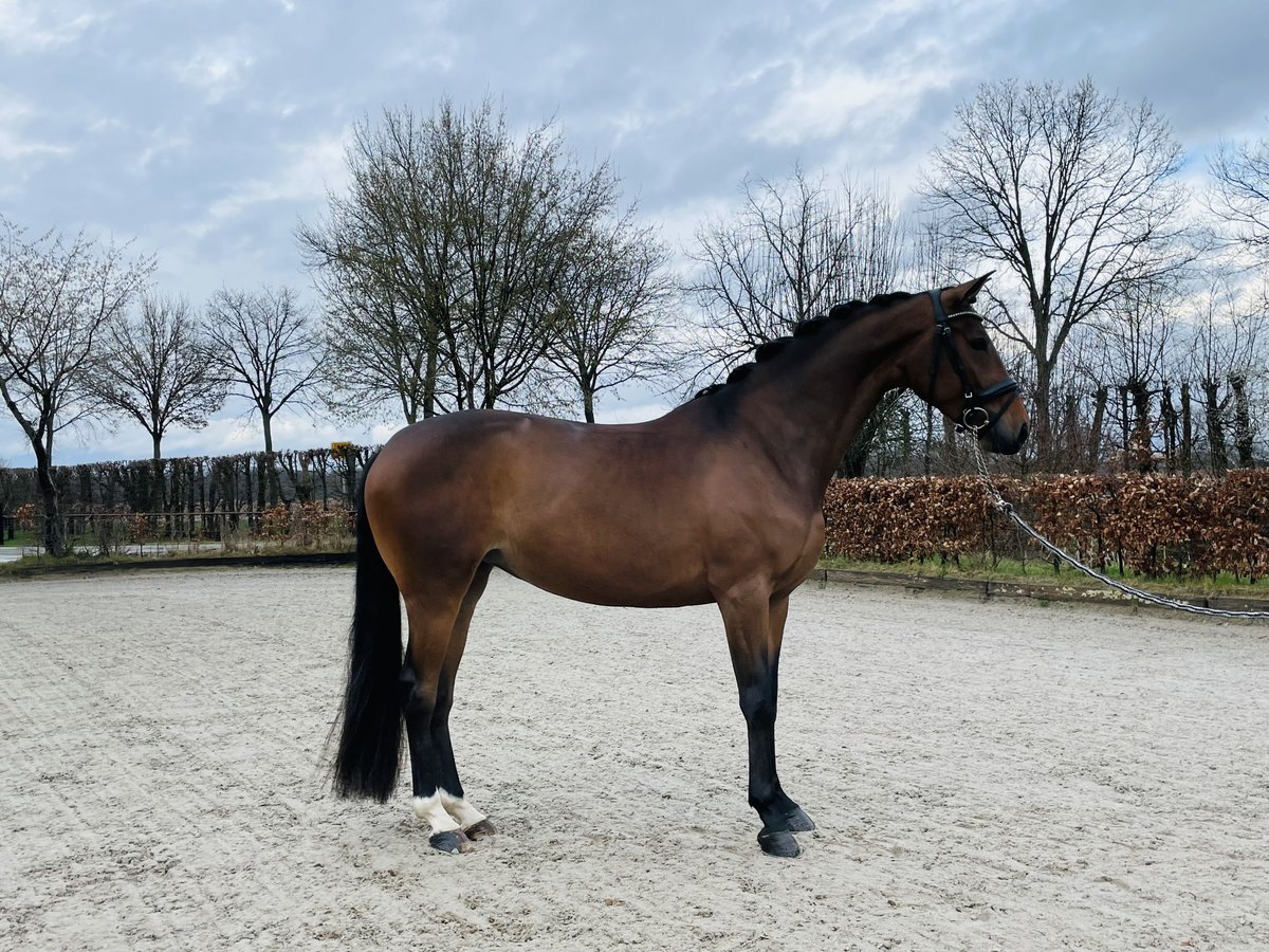 Lusitanos Mix Stute 4 Jahre 163 cm Brauner in Brinkstrasse 23 Meinersen