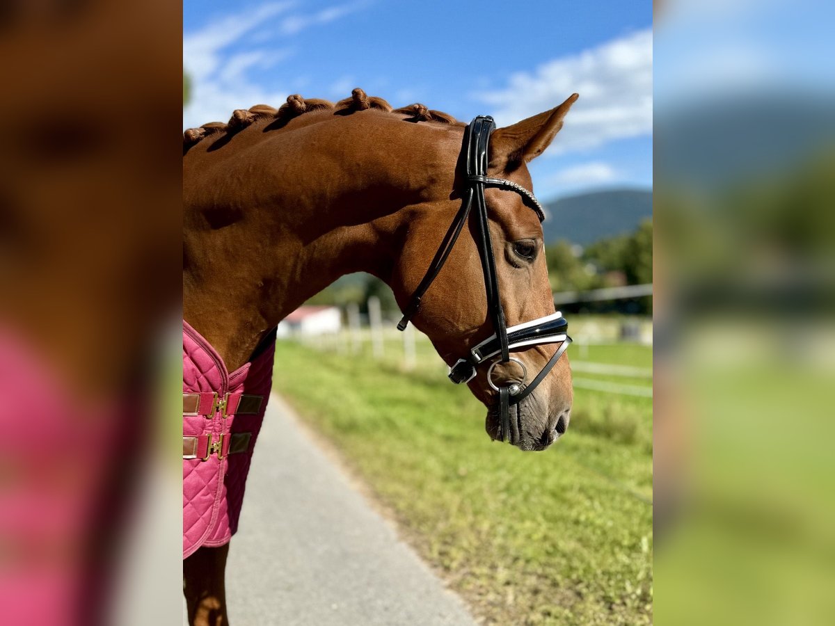 Mecklenburg Warmblood Gelding 6 years 17,1 hh Chestnut-Red in Bad Kötzting
