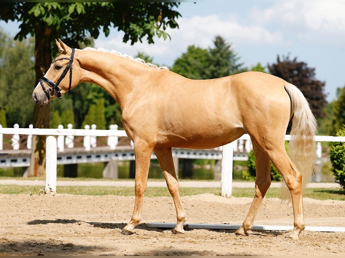 Niemiecki kuc wierzchowy Klacz 3 lat 143 cm Izabelowata in Schönhorst