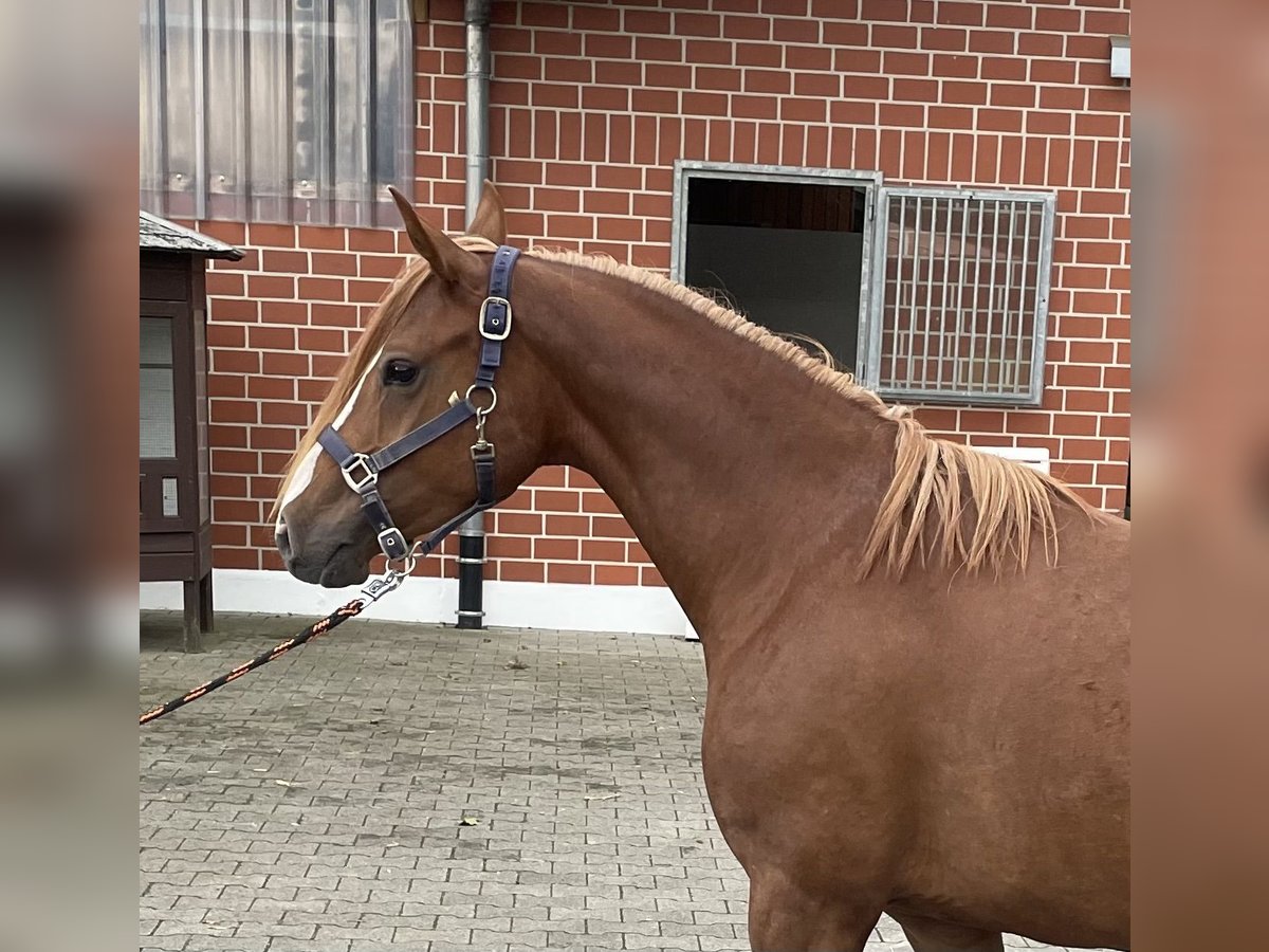 Niemiecki kuc wierzchowy Klacz 3 lat 145 cm Kasztanowata in Verl