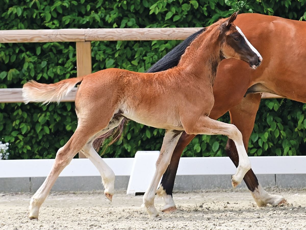 Oldenbourg Jument Poulain (03/2024) Alezan brûlé in Vechta