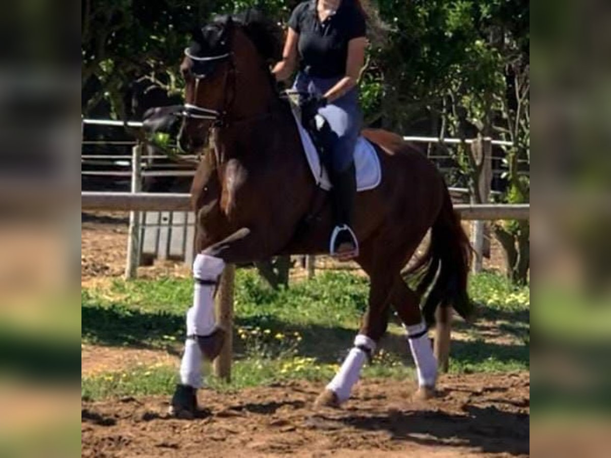 Oldenburg Gelding 6 years 16,3 hh Chestnut in Poggensee