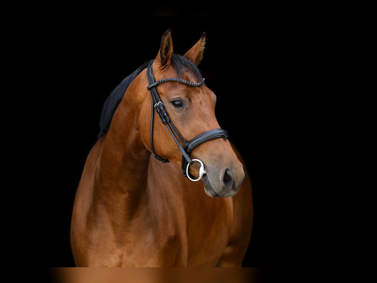 Oldenburg-International (OS) Mare 6 years 16.2 hh Brown in Witten
