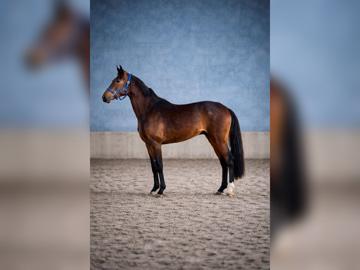 Oldenburg Mare 5 years 16 hh Bay-Dark in Lotte