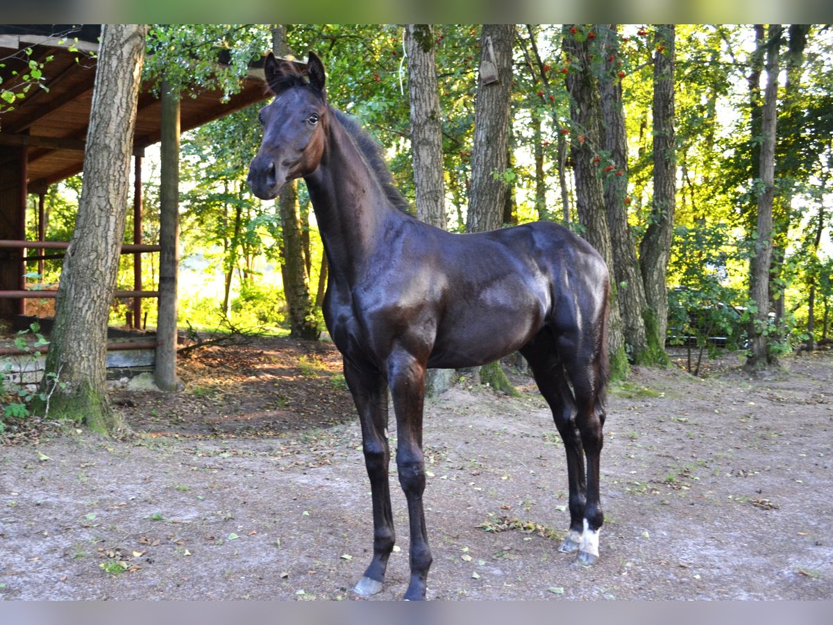 Oldenburger Hengst Fohlen (04/2024) Rappe in Wietmarschen