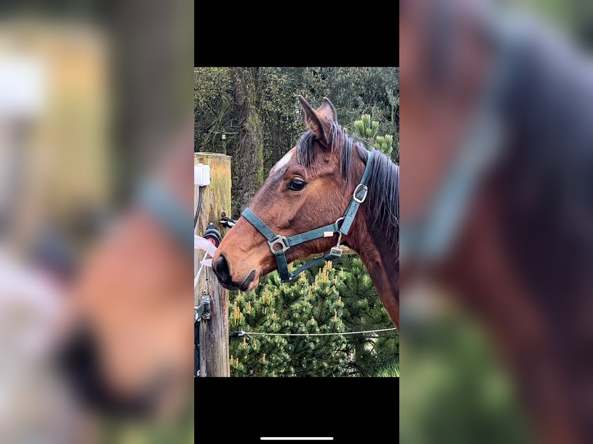 Oldenburger Springpferd Hengst 1 Jahr Brauner in Dahlenburg