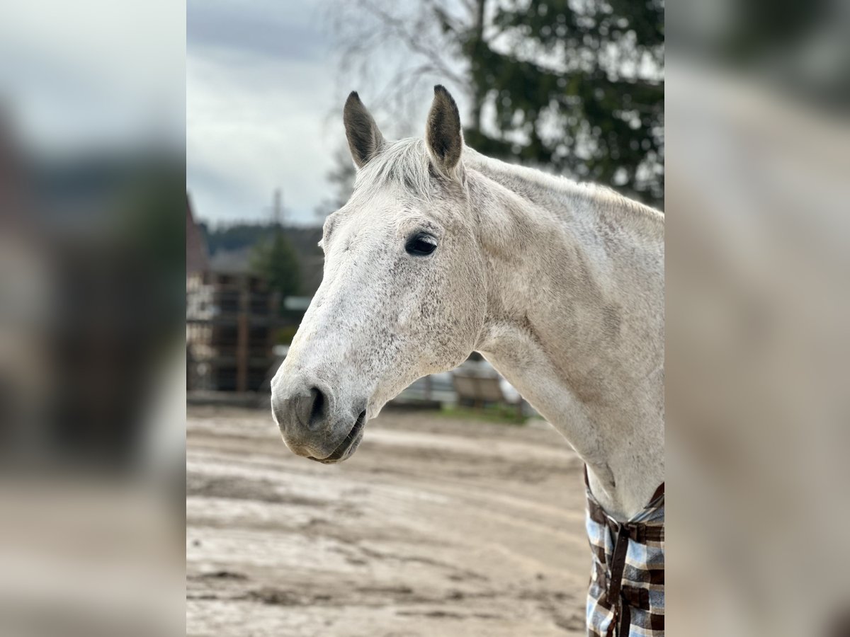 Oldenburger Springpferd Wallach 16 Jahre 173 cm Schimmel in Sankt ...