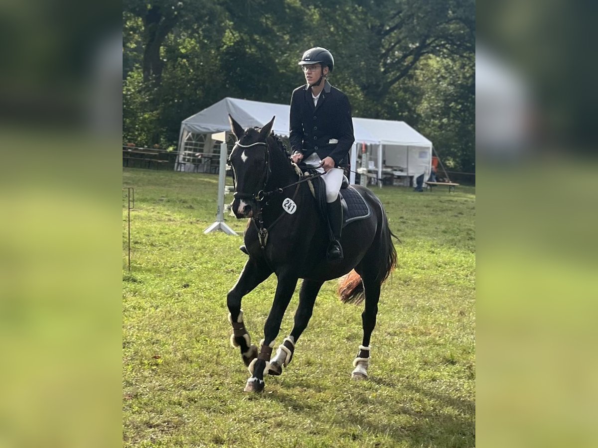 Oldenburger Springpferd Wallach 5 Jahre 163 cm Dunkelbrauner in Jersbek