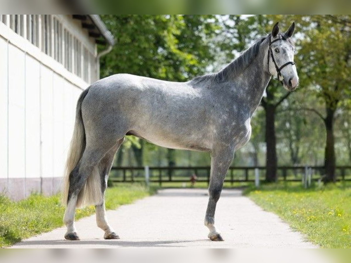 Oldenburger Springpferd Wallach 5 Jahre 177 cm Schimmel in Neustadt (Dosse)