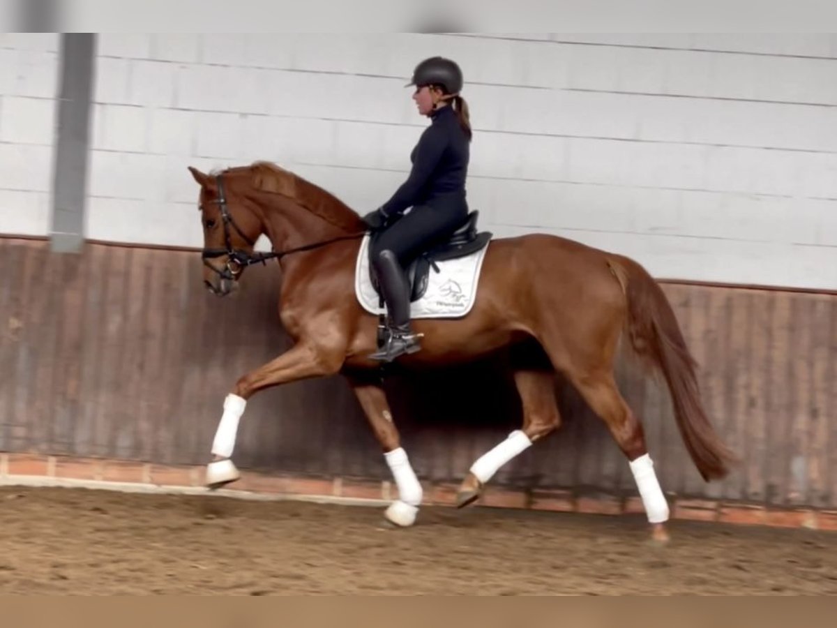 Oldenburger Stute 4 Jahre 165 cm Fuchs in Lohne (Oldenburg)
