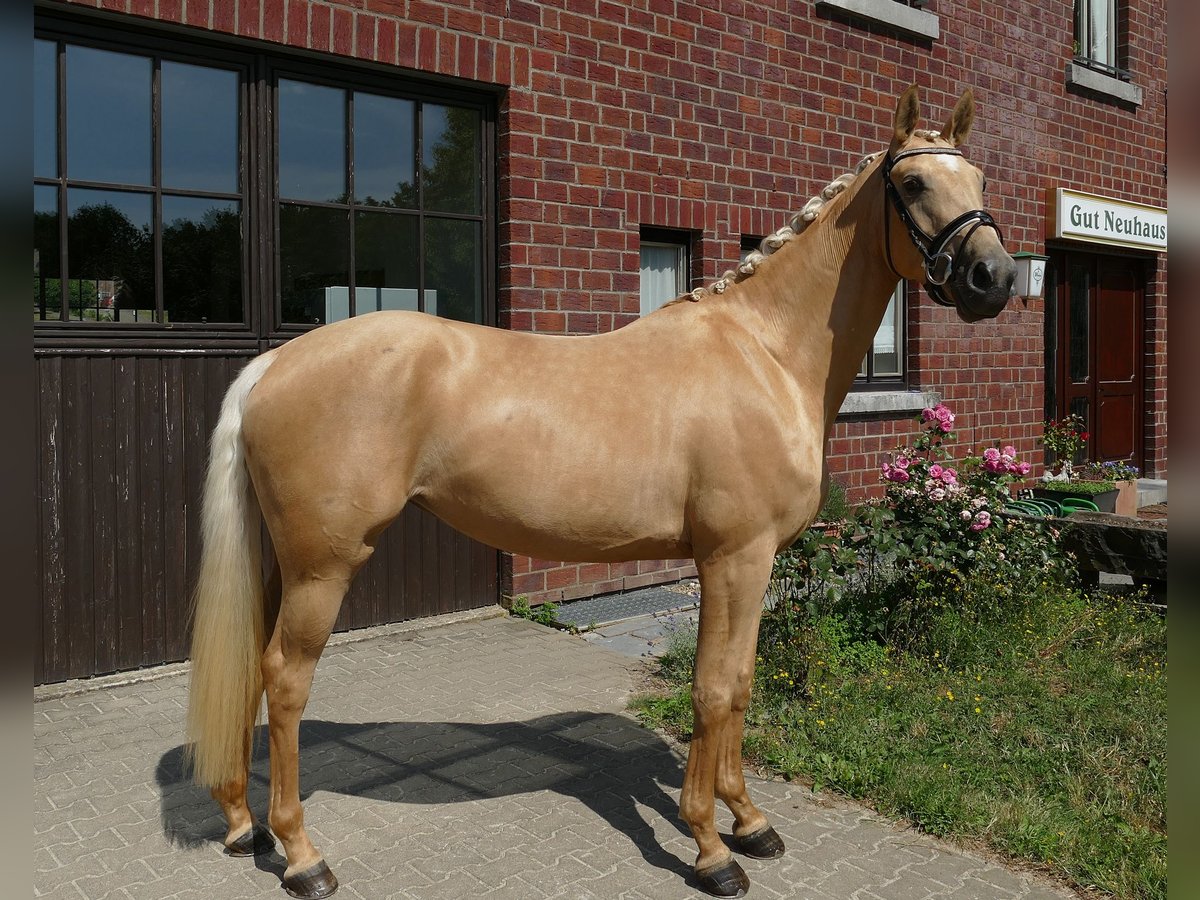 Oldenburger Stute 4 Jahre 168 cm Palomino in Aachen