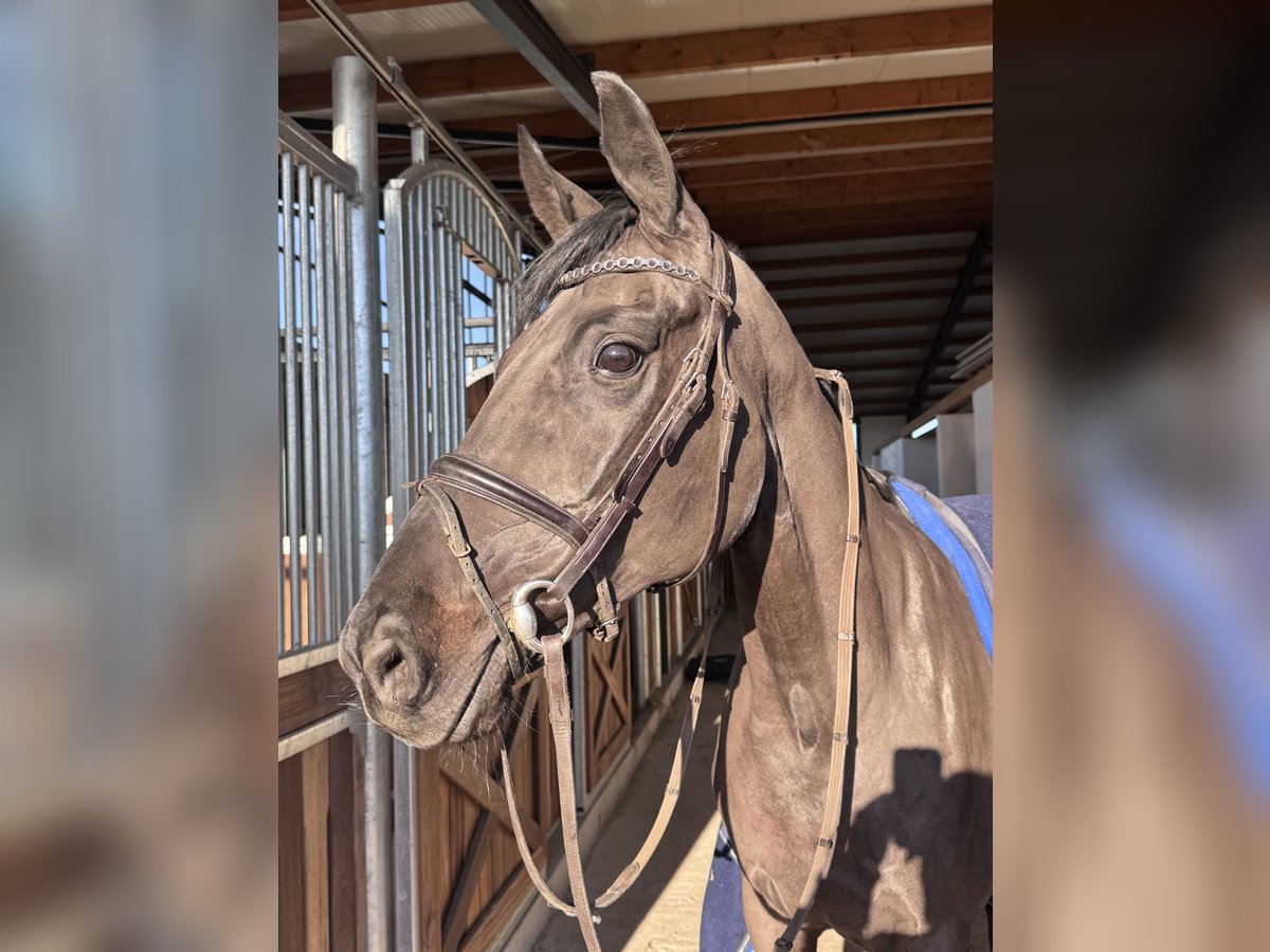 Oldenburger Stute 8 Jahre 167 cm Schwarzbrauner in PetershagenPetershagen