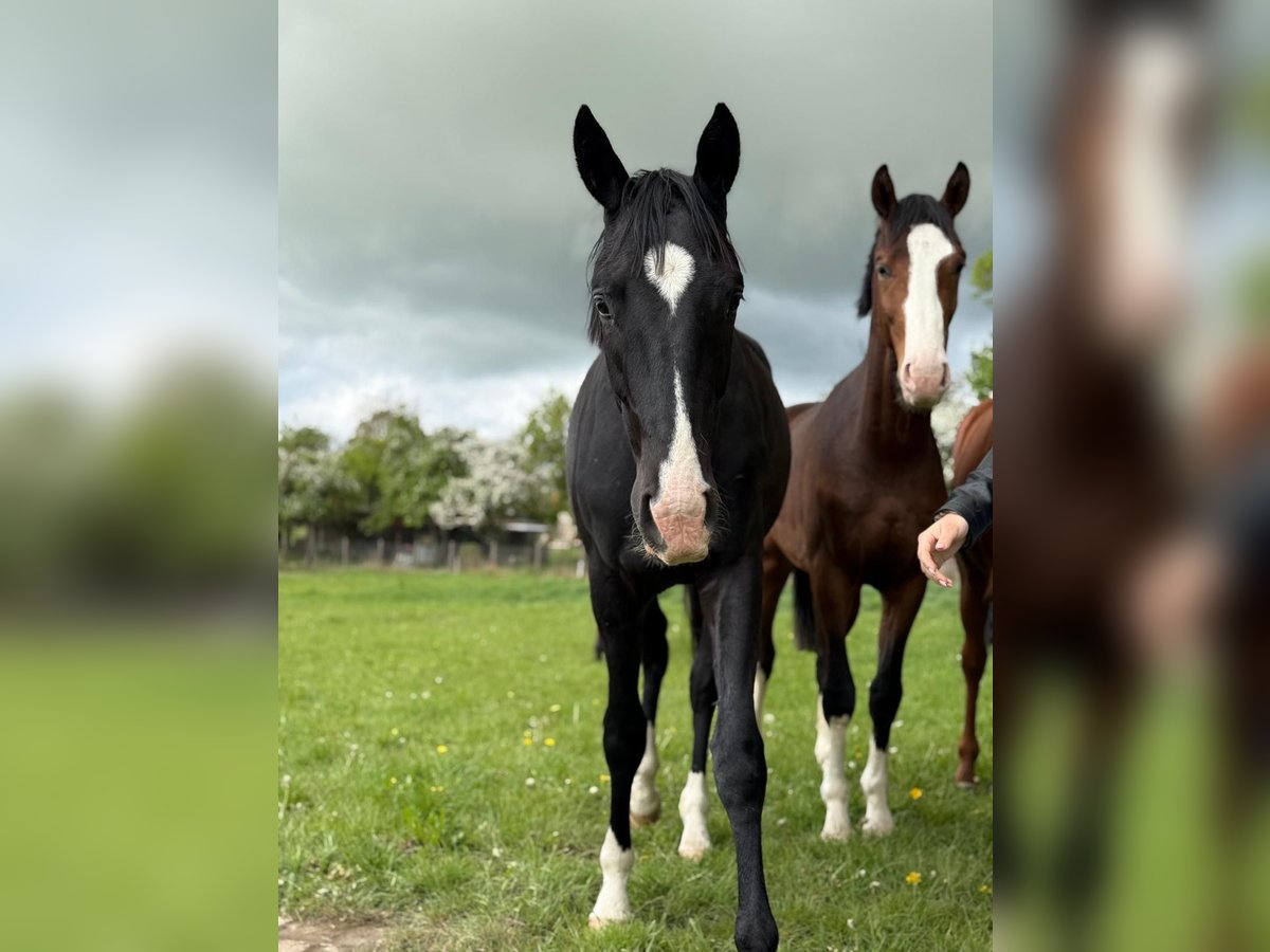 Oldenburger Wallach 2 Jahre 169 cm Rappe in Insel Poel