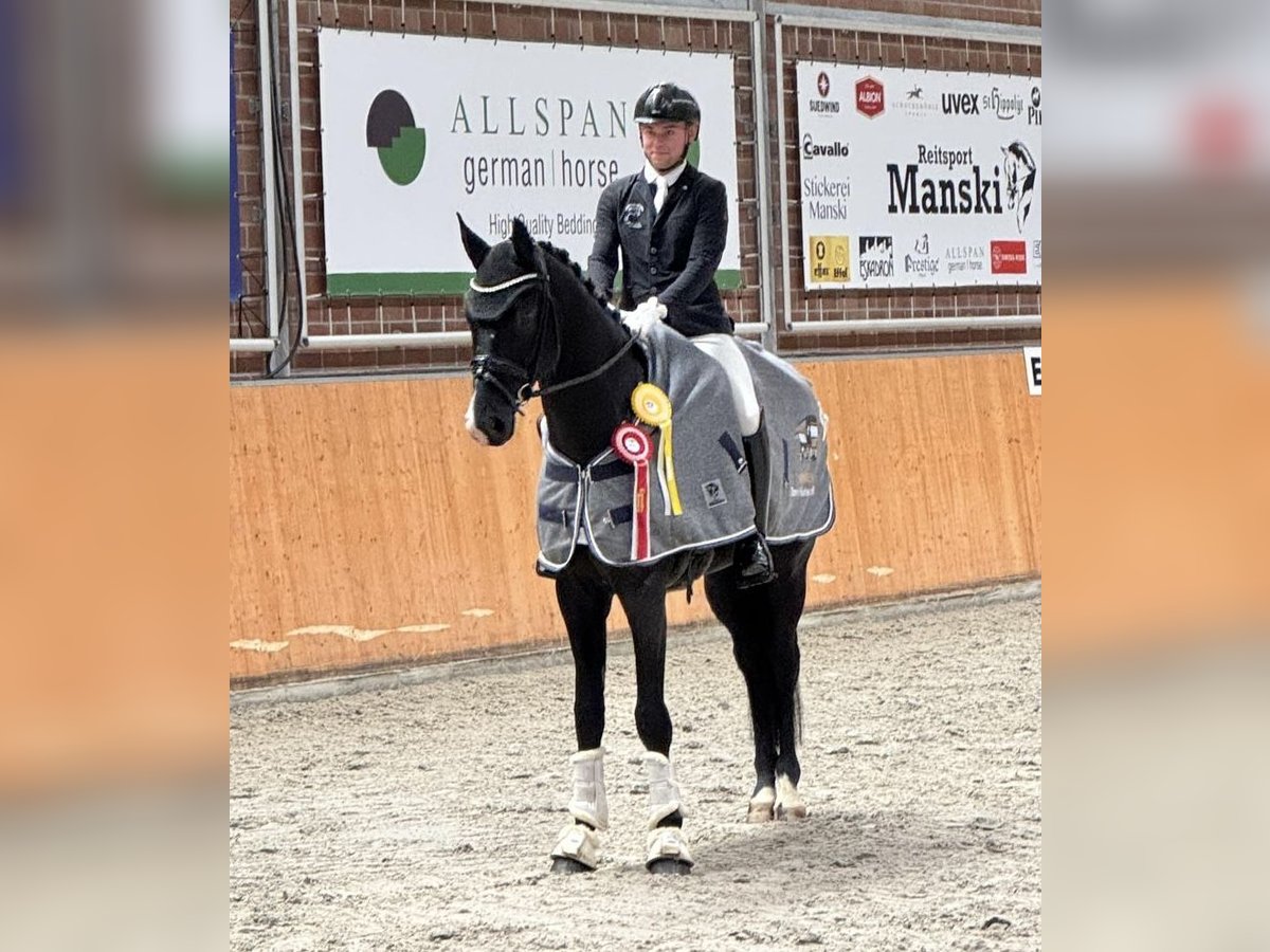 Oldenburger Wallach 4 Jahre 175 cm Rappe in Schierensee
