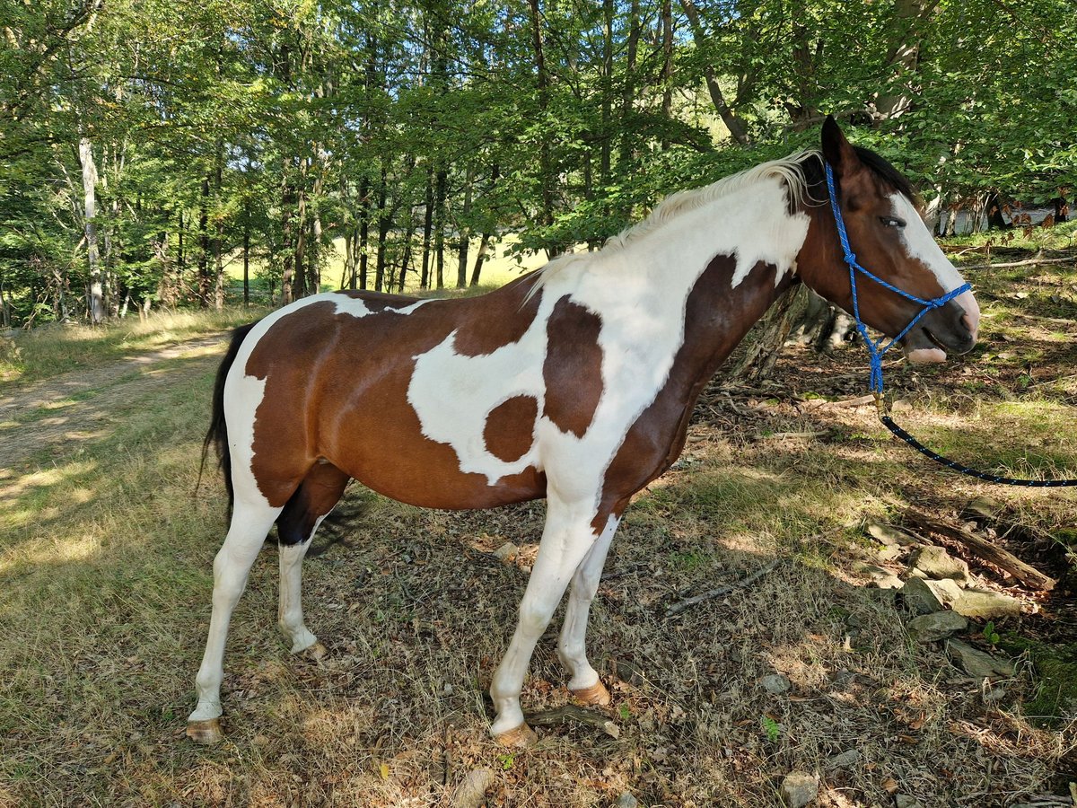 Pintos Mix Merrie 7 Jaar 153 cm Gevlekt-paard in Pirna
