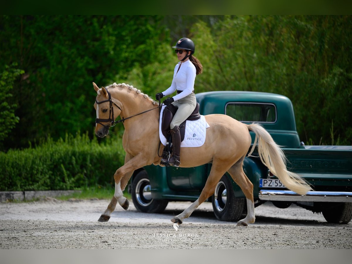 Polish riding pony Gelding 5 years 15 hh Palomino in Kicin