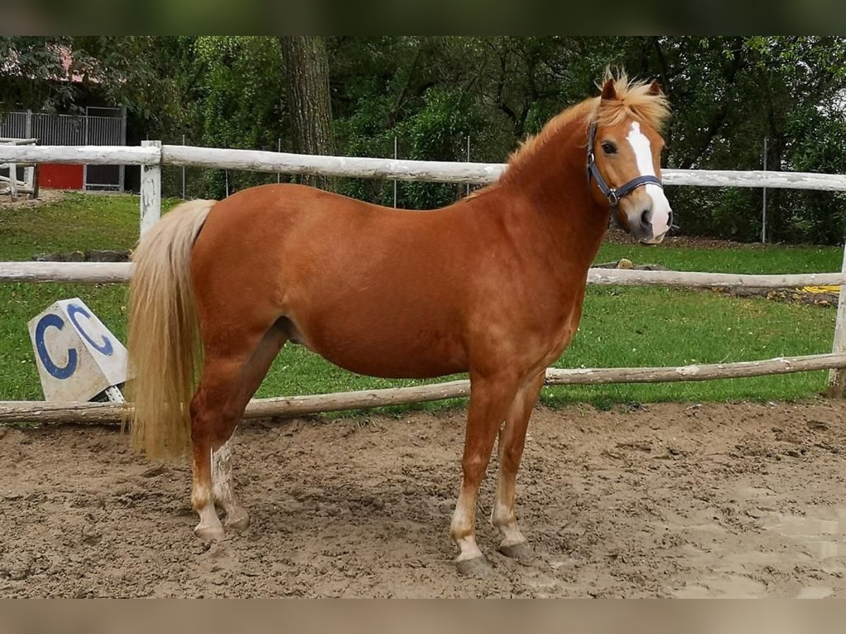 Polski kuc wierzchowy Wałach 14 lat 133 cm Kasztanowata in München