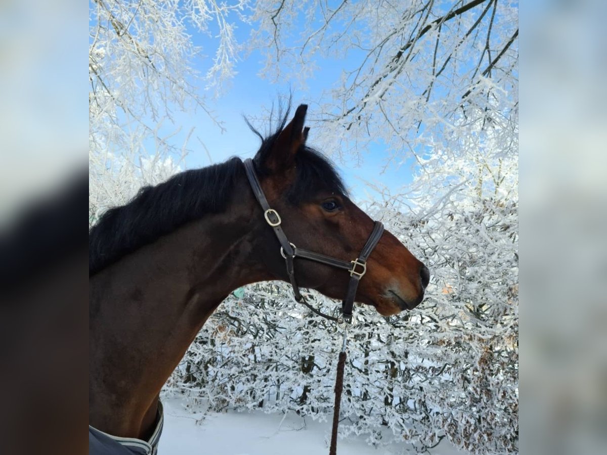 Poney de selle allemand Hongre 8 Ans 148 cm Bai in Wunstorf Poney de selle allemand Hongre 8 Ans 148 cm Bai in Wunstorf